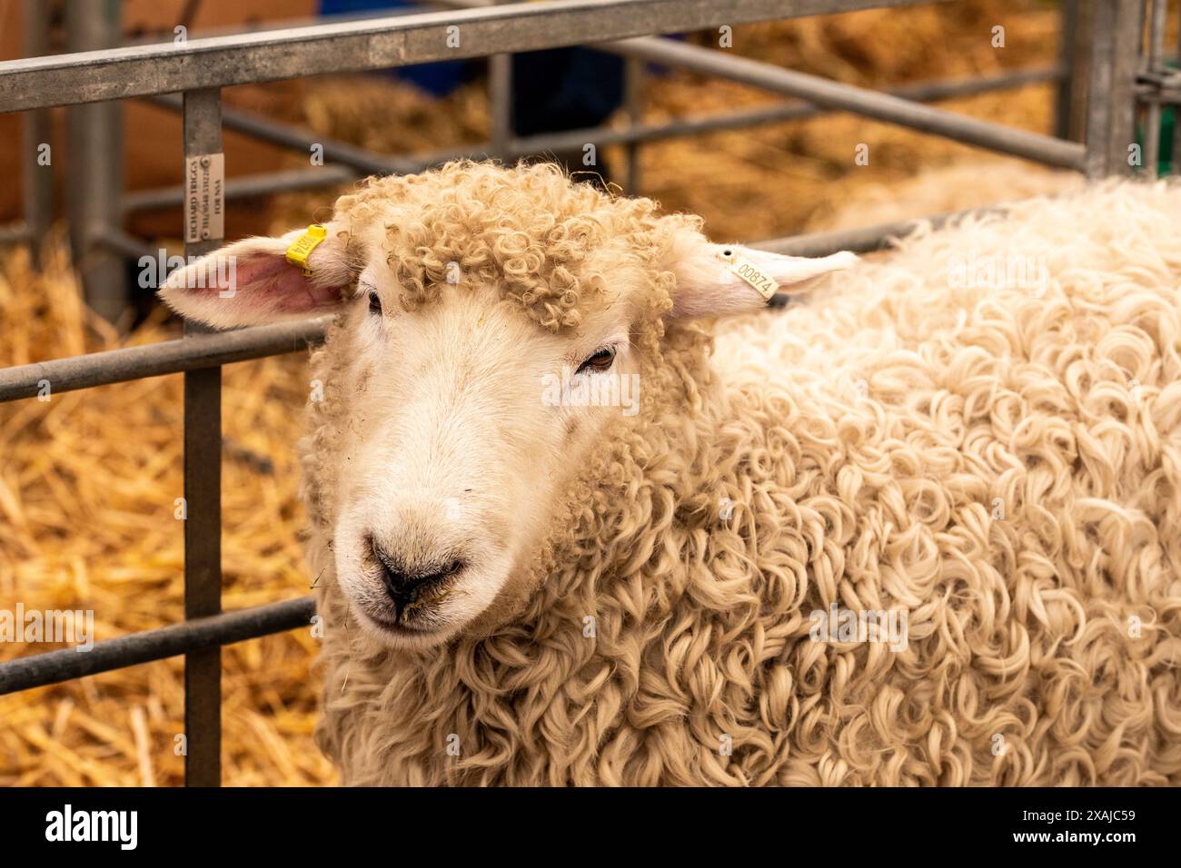 Wadebridge,Cornwall,7th June 2024,The Royal Cornwall Show is the County ...