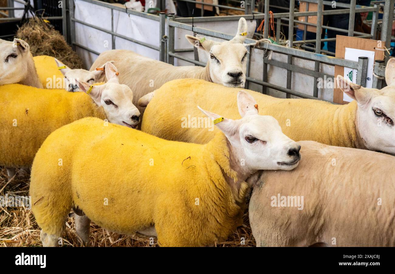 Wadebridge, Cornwall,7th June 2024, The Royal Cornwall Show is the ...