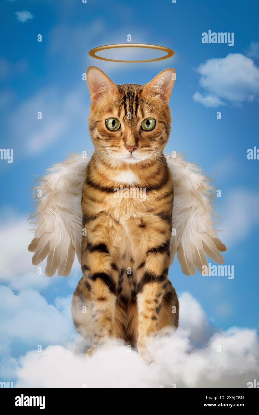 A cute Bengal cat with wings and a halo above his head sits on the ...