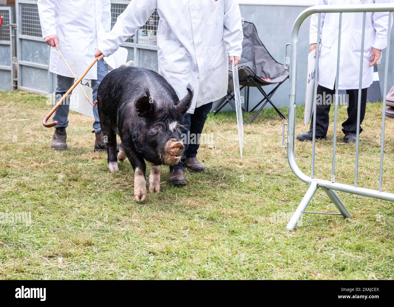 Wadebridge,Cornwall,7th June 2024,The Royal Cornwall Show is the County ...