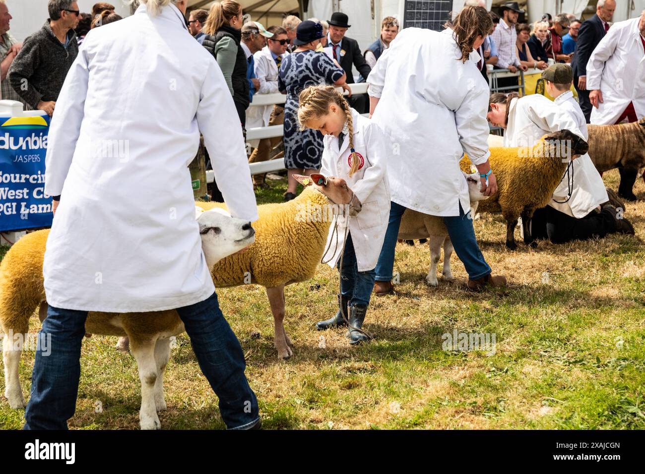 Wadebridge,Cornwall,7th June 2024,The Royal Cornwall Show is the County ...