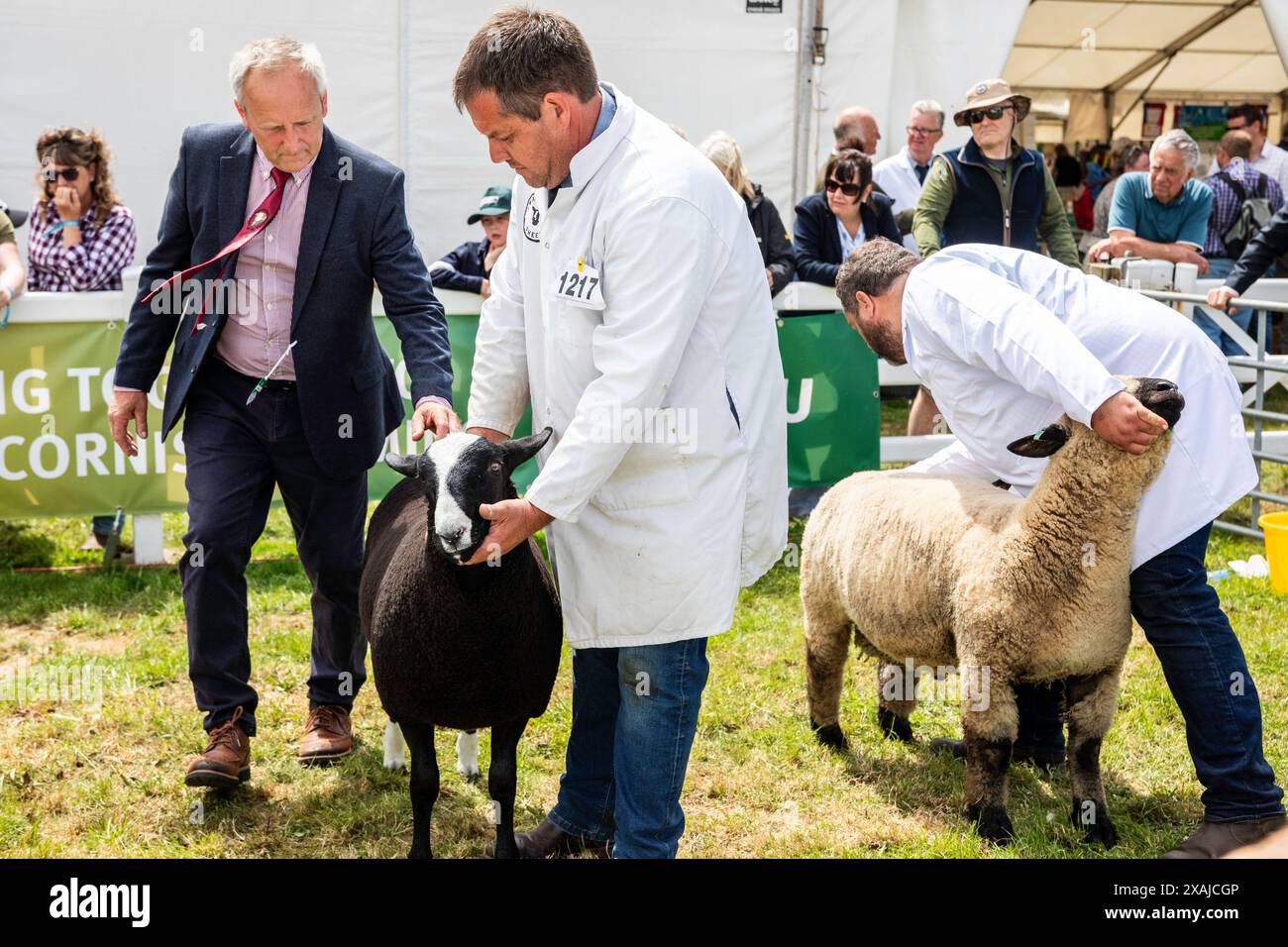 Wadebridge, Cornwall,7th June 2024, The Royal Cornwall Show is the ...