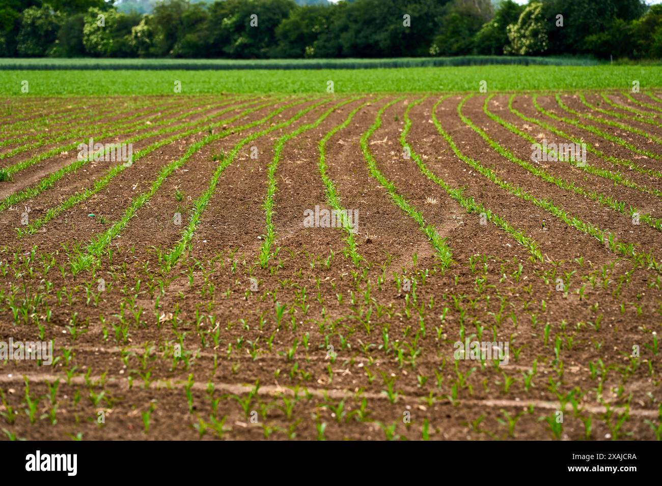 Bavaria, Germany - June 3, 2024: Corn plants seedlings growing on an ...