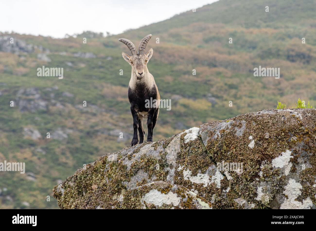 portrait of a male wild goat in the mountains, capra iberica Stock ...