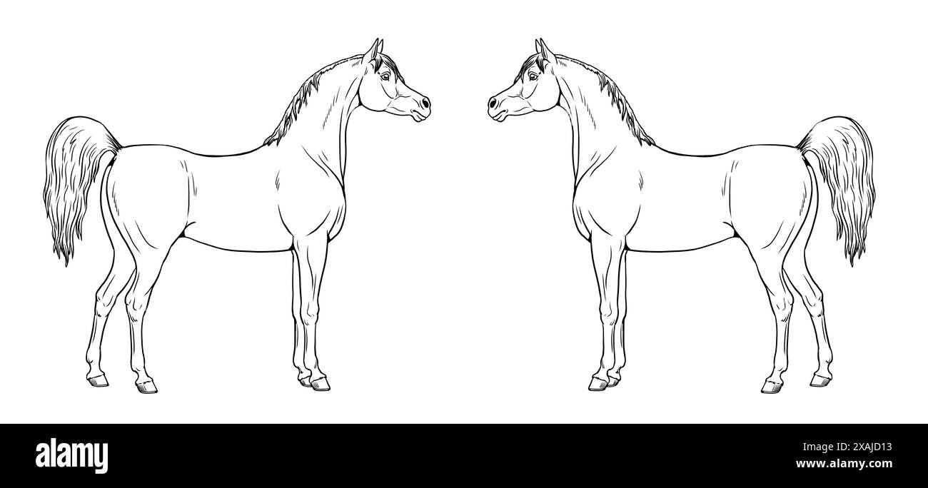 Beautiful arabian horses. Digital drawing of a horse. Equine drawing ...