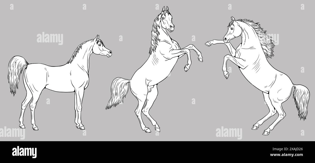 Beautiful arabian horses. Digital drawing of a horse. Equine drawing ...
