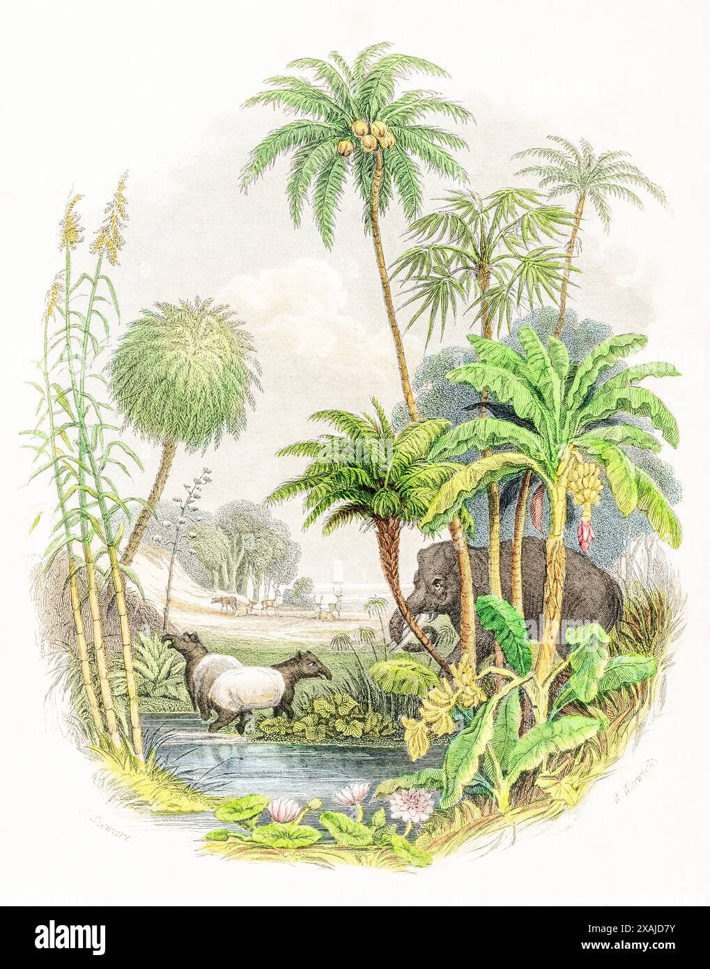 Close-up of 1872 Victorian colour title page plate in William Rhind's ...