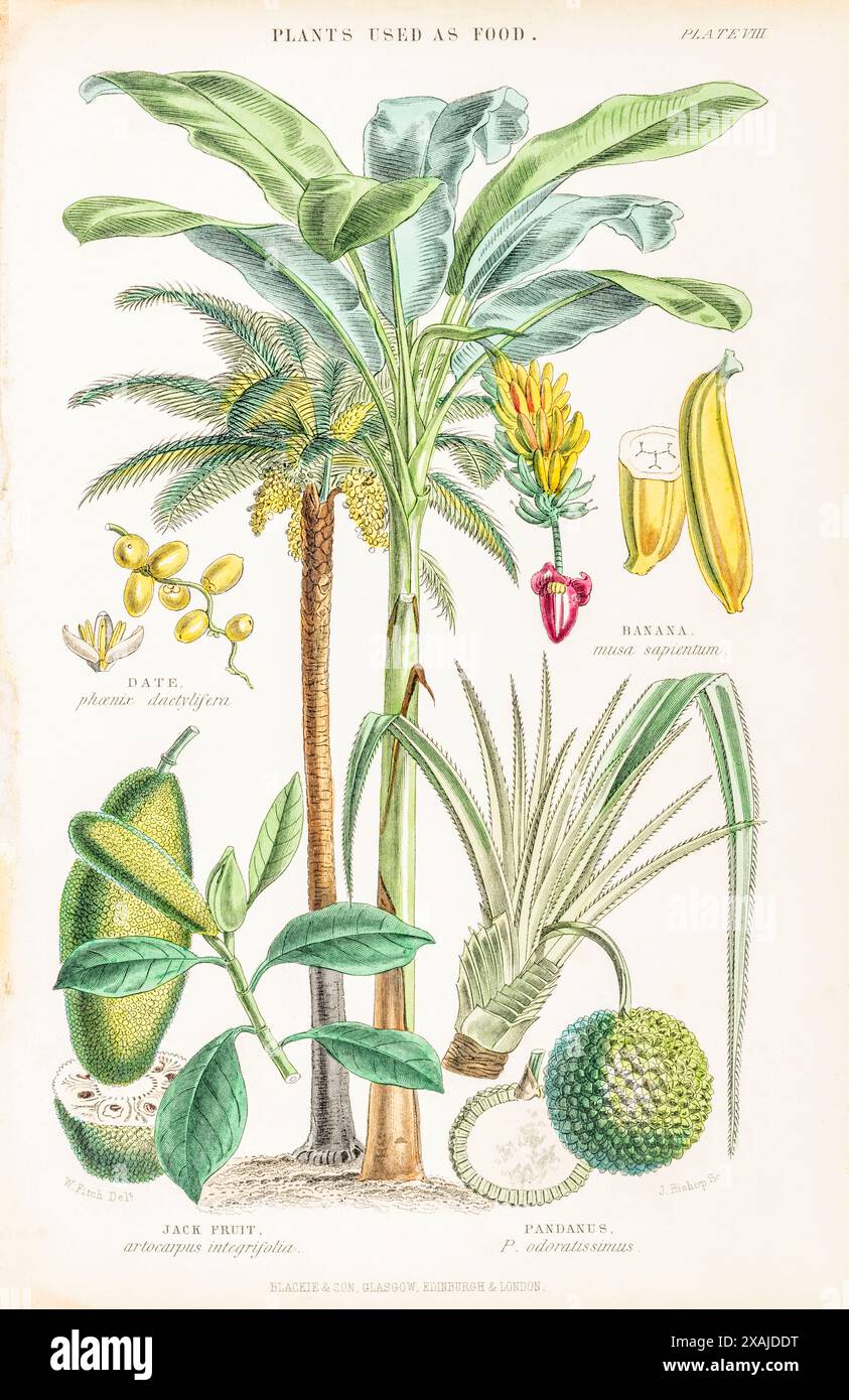 Jack fruit hi-res stock photography and images - Alamy