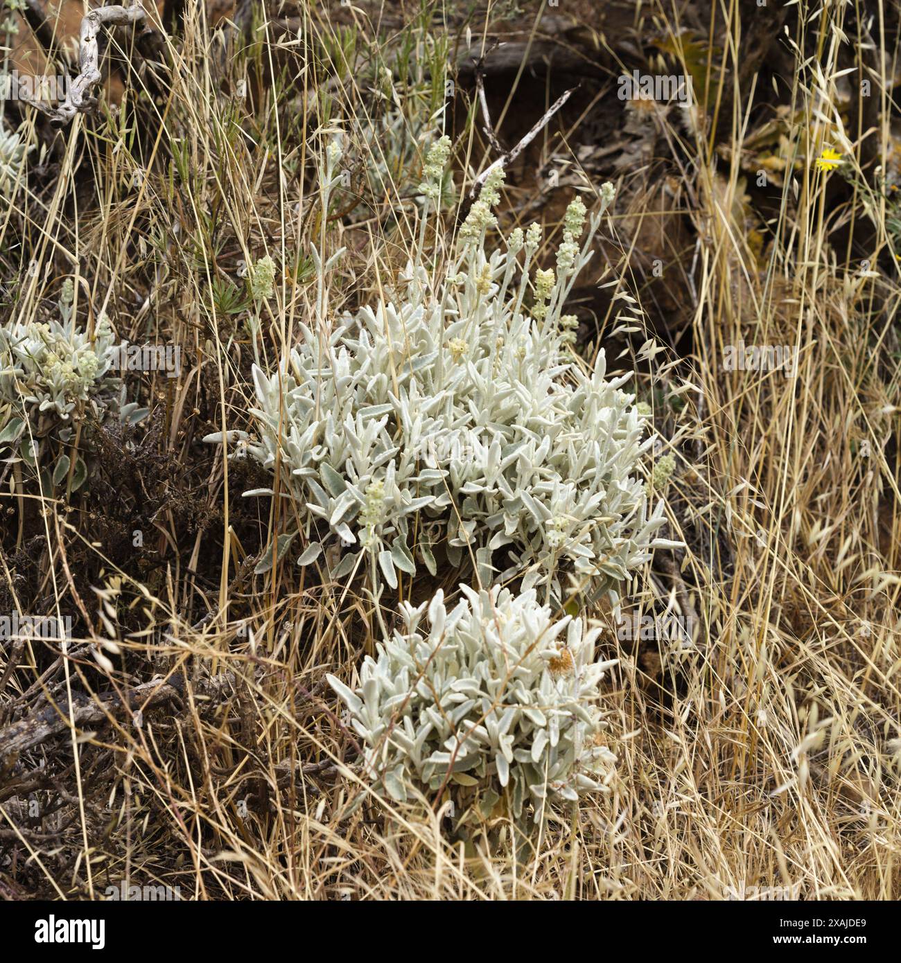 Flora of Gran Canaria - Sideritis dasygnaphala, white mountain tea of ...