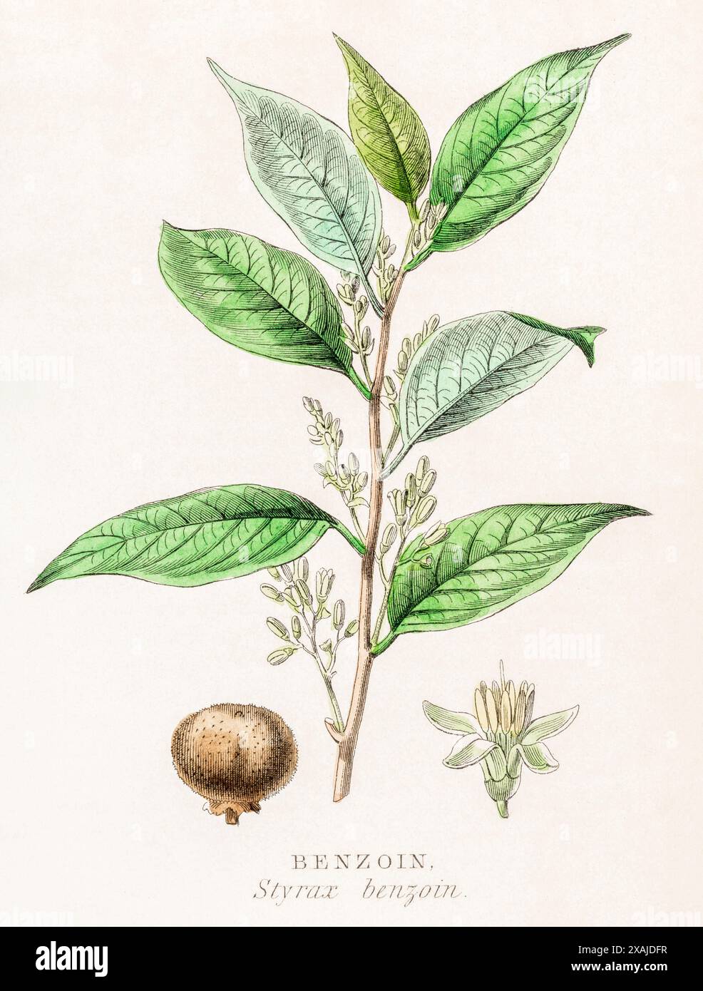 Arbol de benjui hi-res stock photography and images - Alamy