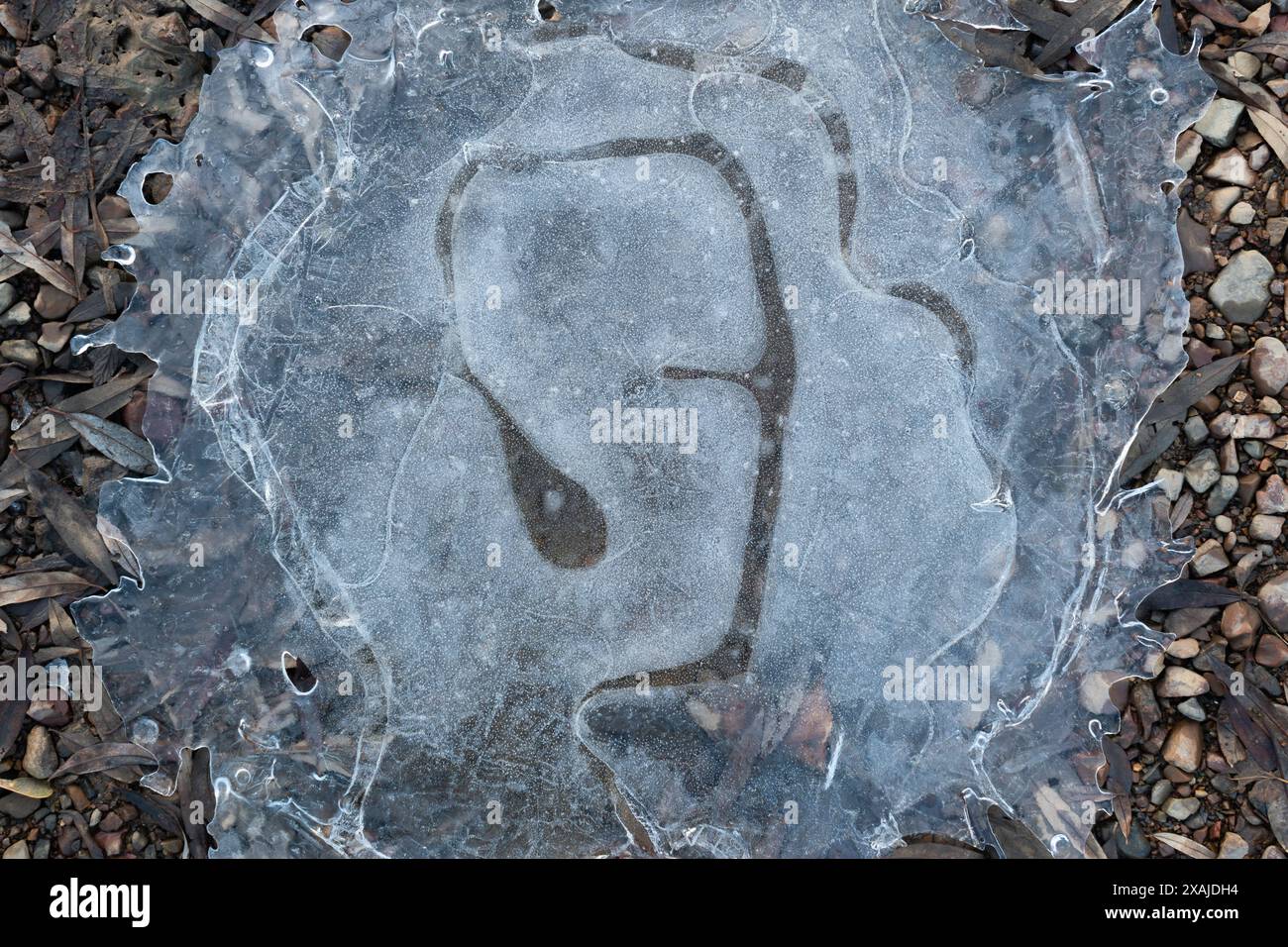 Frozen puddle close up, ice texture, cold temperature Stock Photo - Alamy