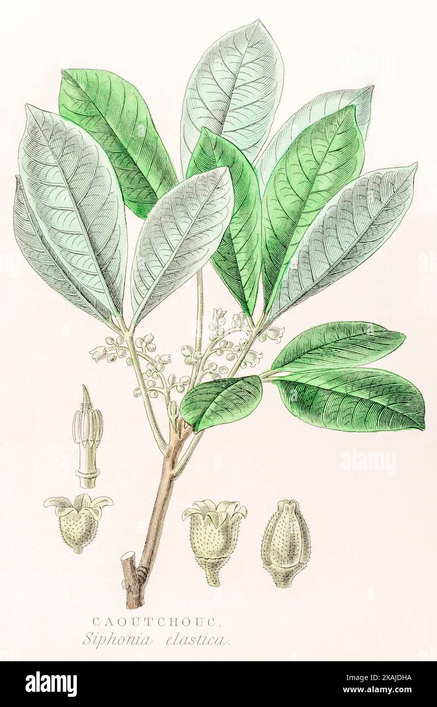 Siphonia guianensis hi-res stock photography and images - Alamy