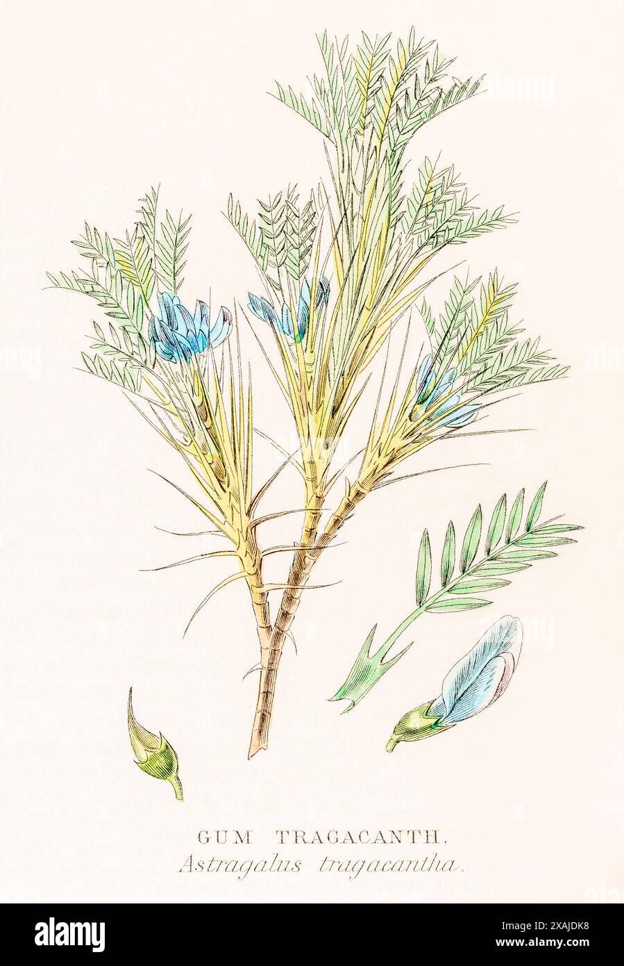 1872 Victorian hand-painted colour botanical engraving in William Rhind ...