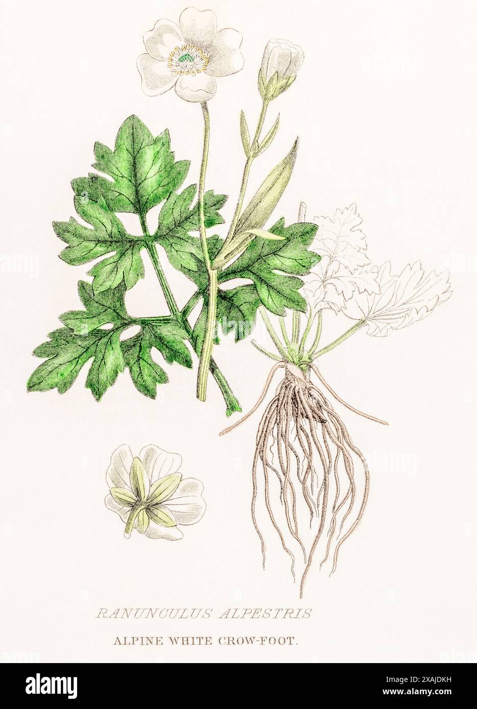 Victorian botanical books hi-res stock photography and images - Alamy