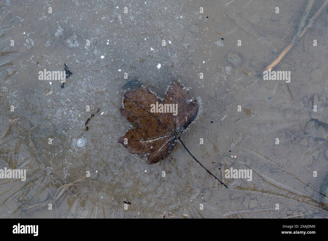 Fallen leaf frozen in puddle, winter landscape Stock Photo - Alamy
