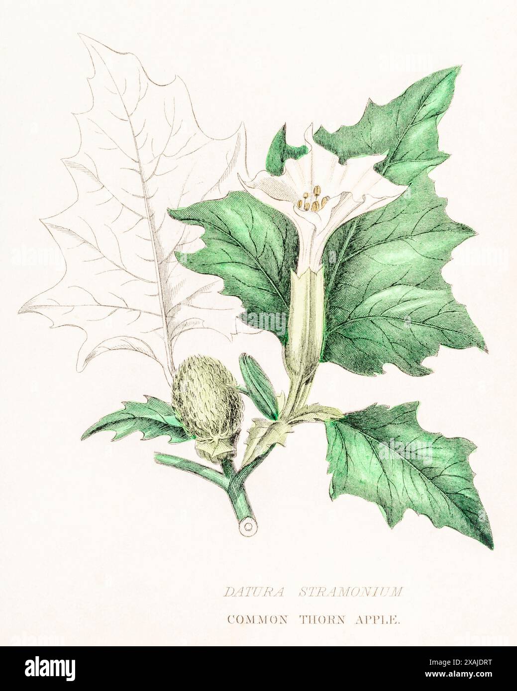 1872 Victorian hand-painted colour botanical engraving in William Rhind ...