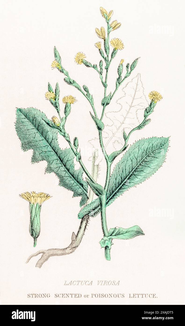 Lechuga virosa hi-res stock photography and images - Alamy