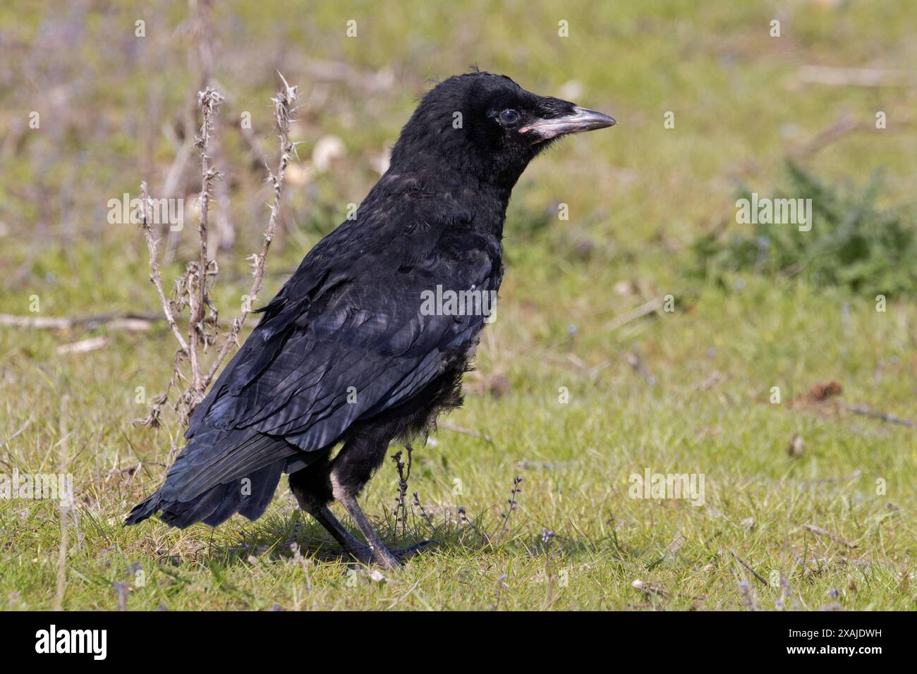 Rook (Corvus frugilegus) juvenile baby Norfolk May 2024 Stock Photo - Alamy