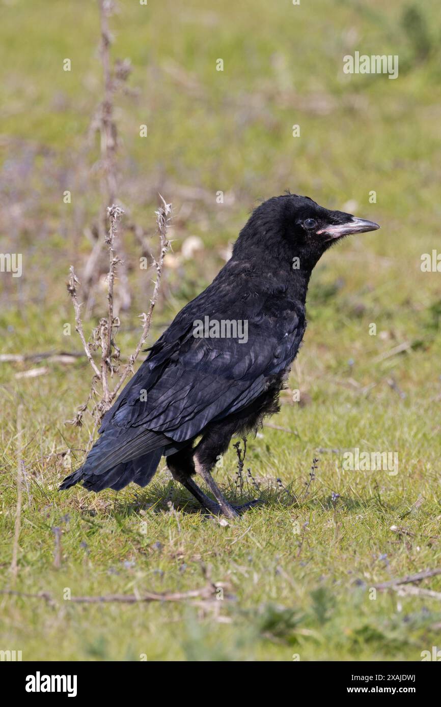 Rook (Corvus frugilegus) juvenile baby Norfolk May 2024 Stock Photo - Alamy
