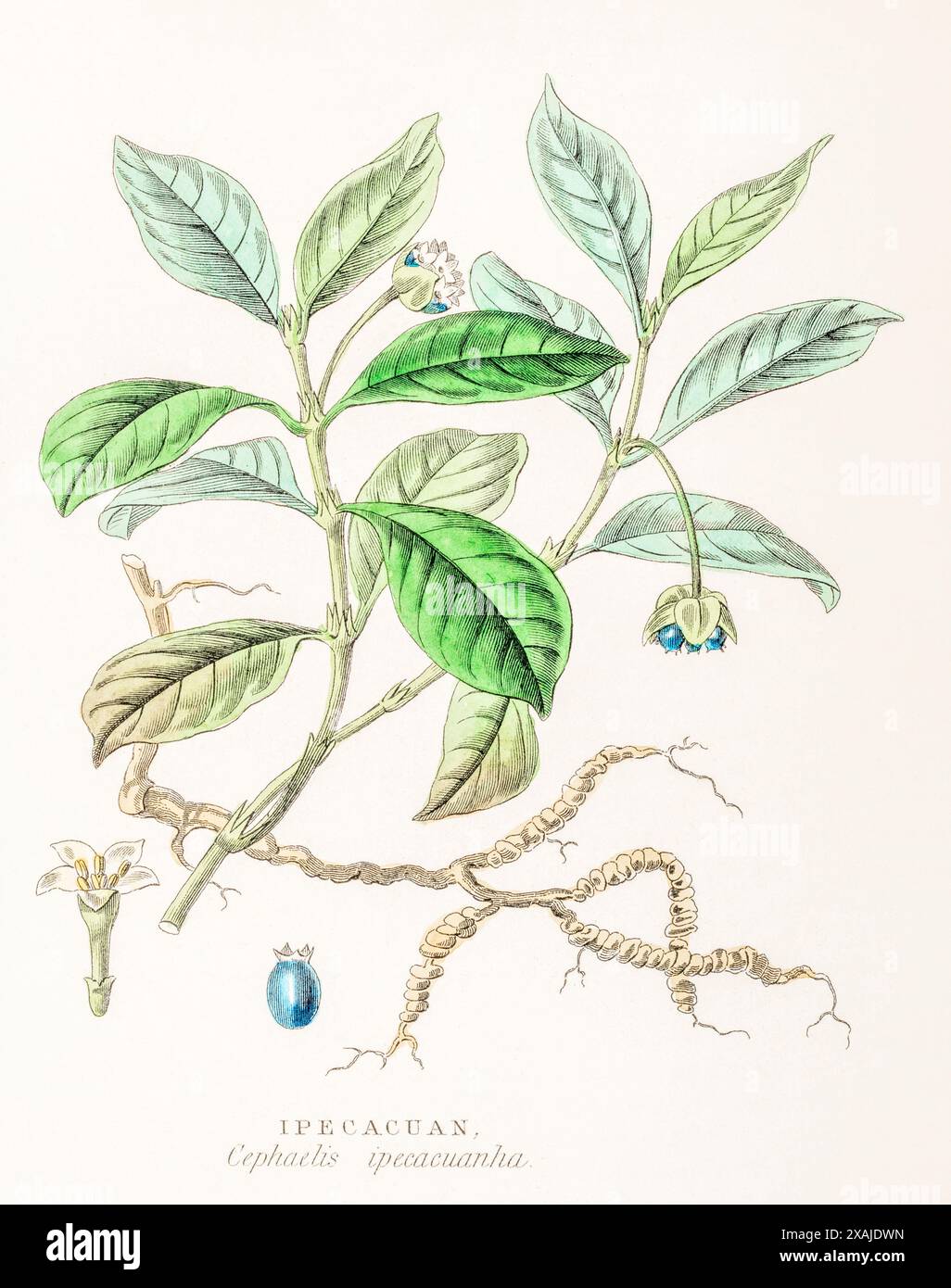 Ipecacuan engraving hi-res stock photography and images - Alamy