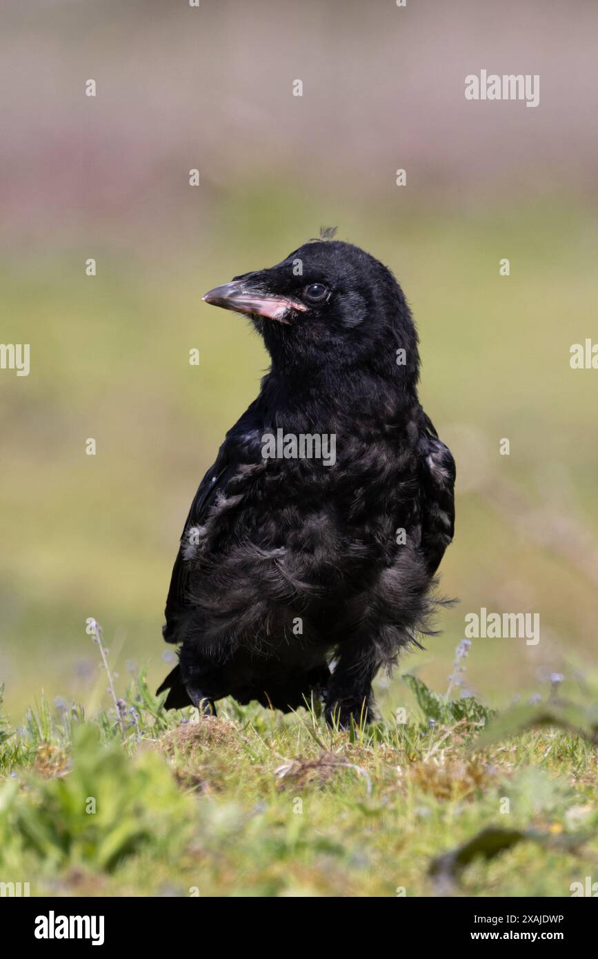Rook (Corvus frugilegus) juvenile baby Norfolk May 2024 Stock Photo - Alamy