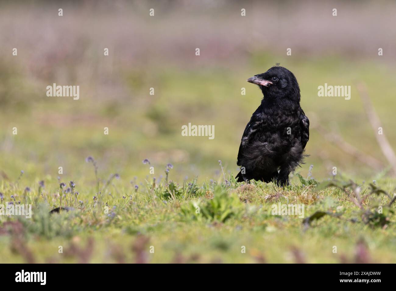 Rook (Corvus frugilegus) juvenile baby Norfolk May 2024 Stock Photo - Alamy