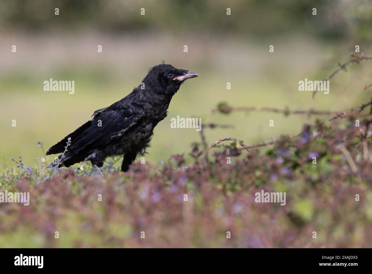 Rook (Corvus frugilegus) juvenile baby Norfolk May 2024 Stock Photo - Alamy