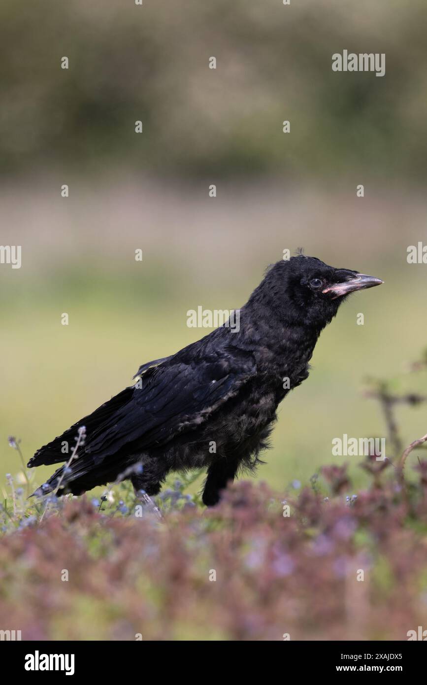 Rook (Corvus frugilegus) juvenile baby Norfolk May 2024 Stock Photo - Alamy