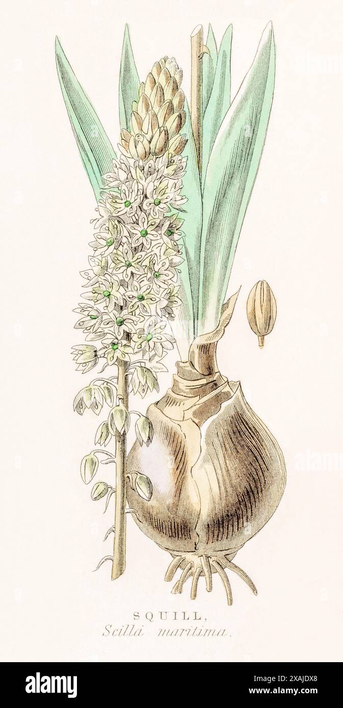 1872 Victorian hand-painted colour botanical engraving in William Rhind ...