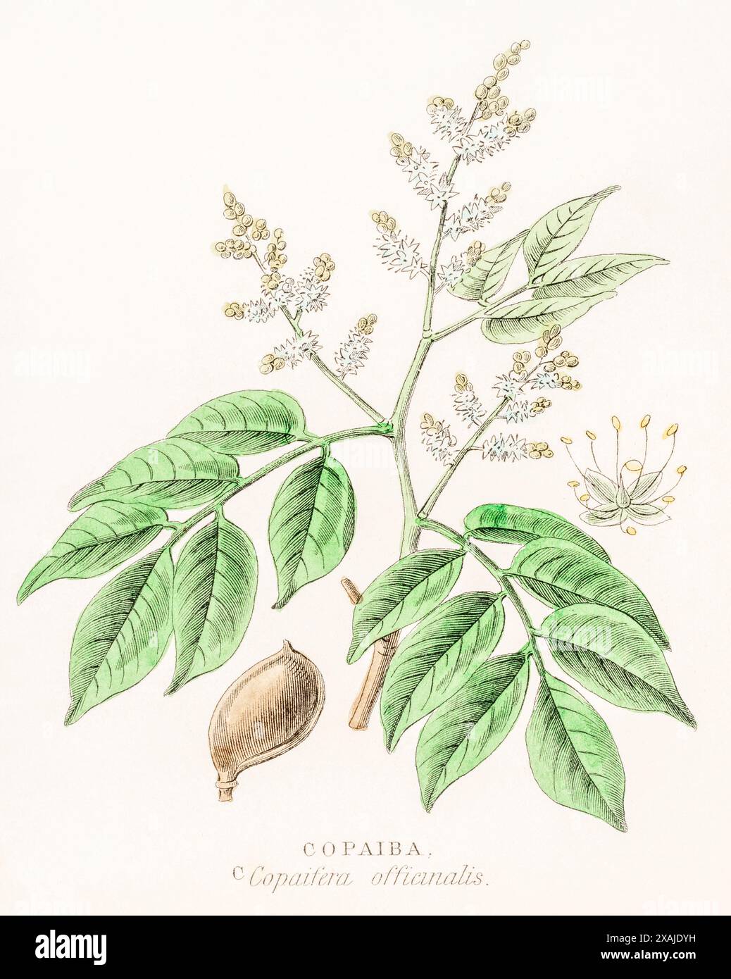 Copaifera officinalis engraving hi-res stock photography and images - Alamy