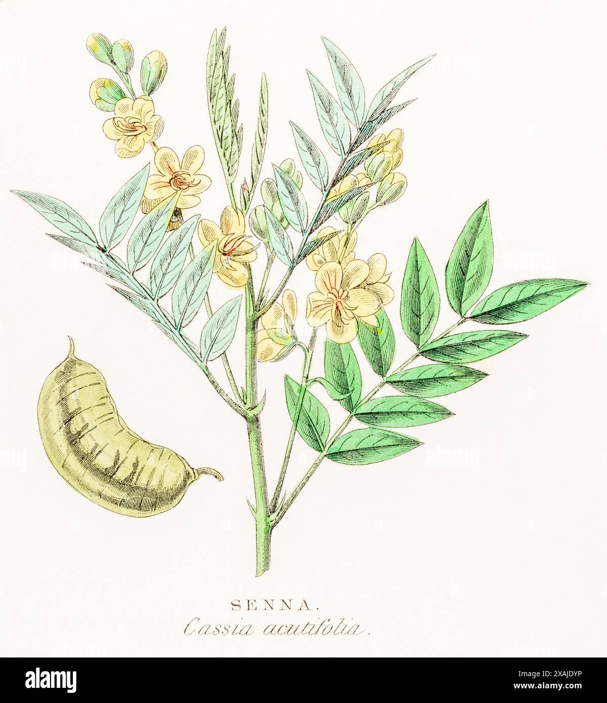 C acutifolia hi-res stock photography and images - Alamy