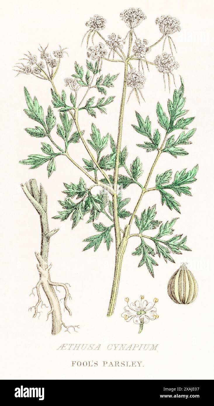 1872 Victorian hand-painted colour botanical engraving in William Rhind ...