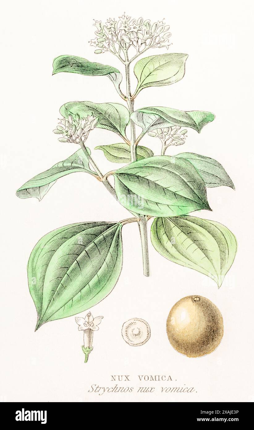 Arbol de la nuez vomica hi-res stock photography and images - Alamy