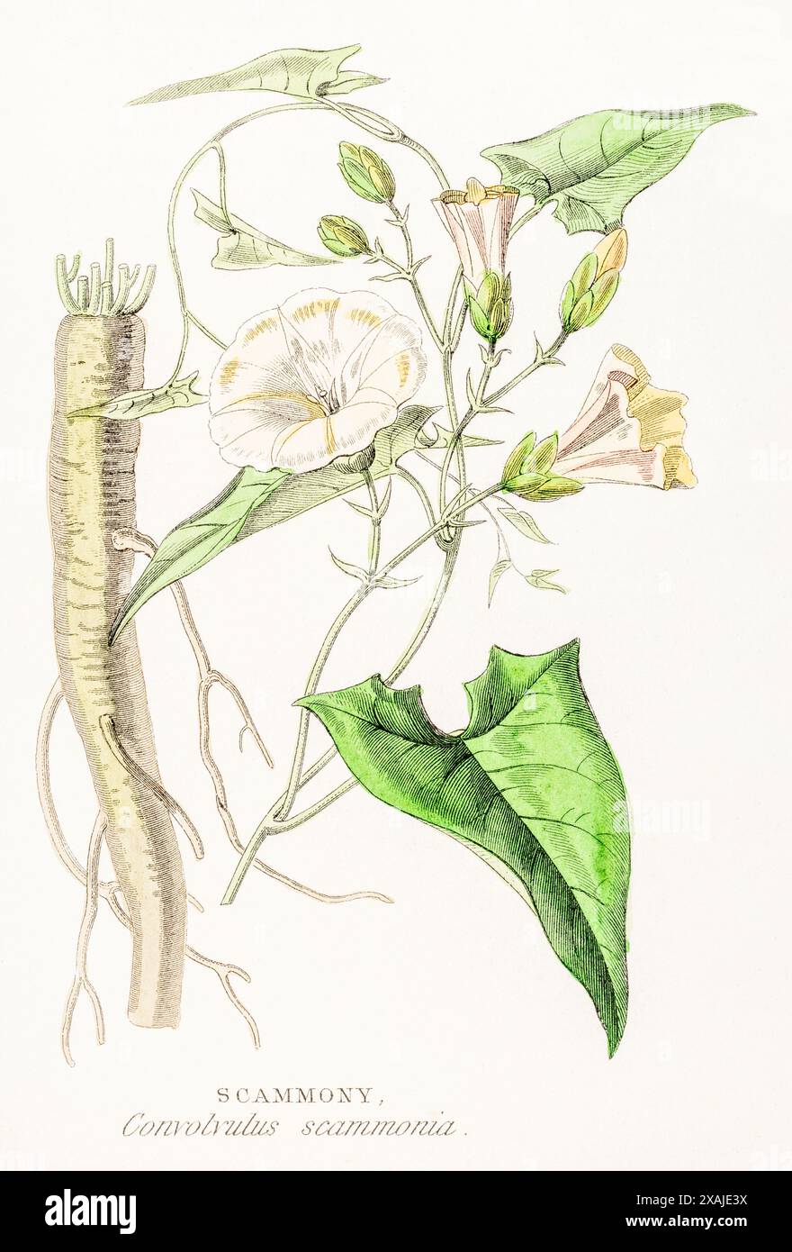 Convolvulus scammonia engraving hi-res stock photography and images - Alamy
