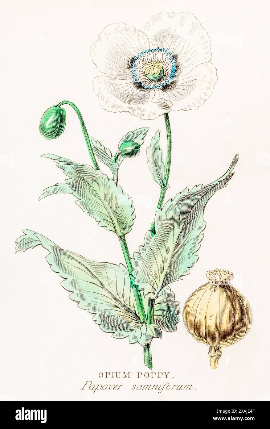 Opium Poppy Flowers Outline