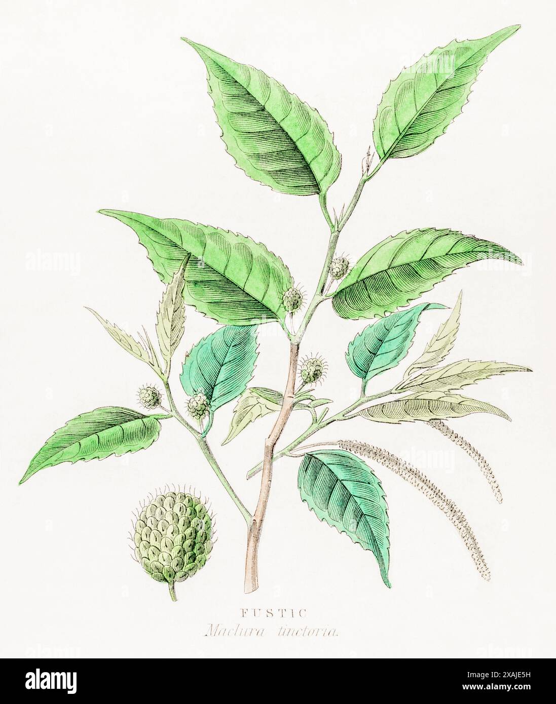 Mora amarilla hi-res stock photography and images - Alamy