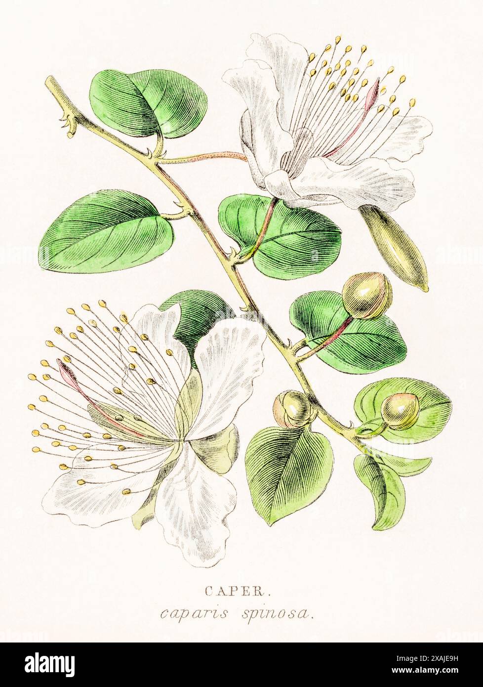 Alcaparro comun hi-res stock photography and images - Alamy