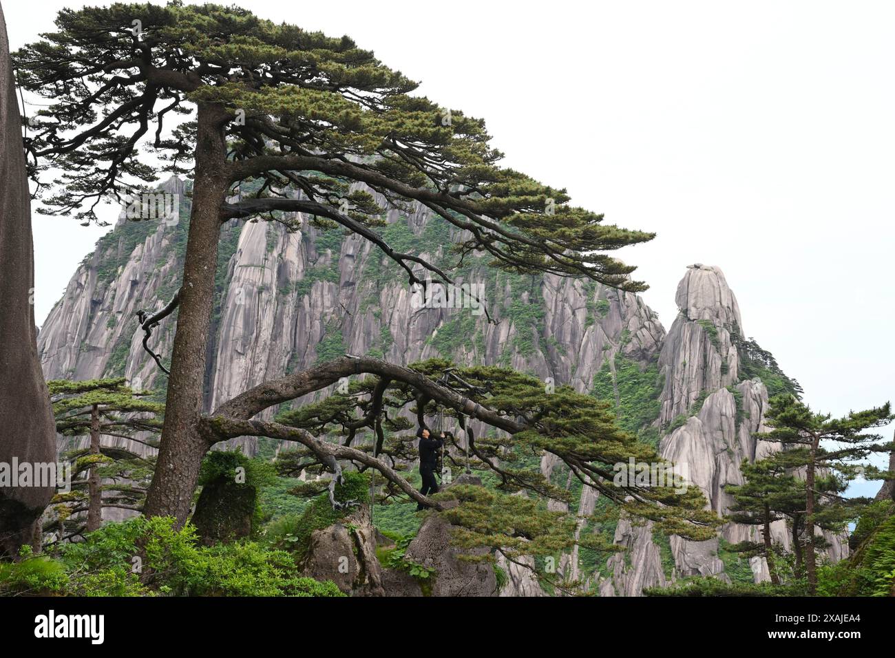 (240607) -- HEFEI, June 7, 2024 (Xinhua) -- Ding Ding checks the ...