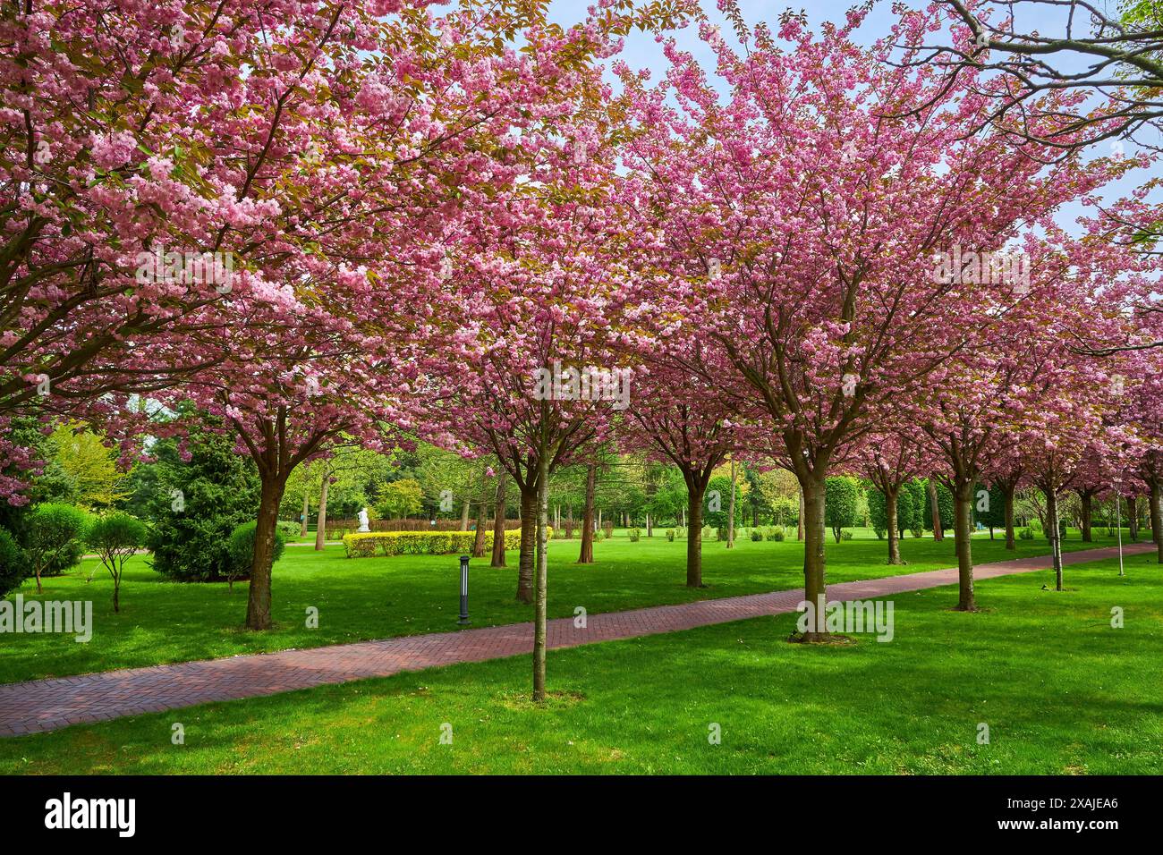 Park with alley of blossoming red apple trees. Spring landscape Stock ...