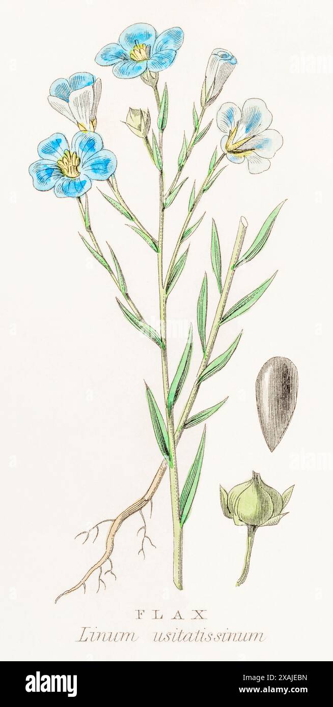 1872 Victorian hand-painted colour botanical engraving in William Rhind ...