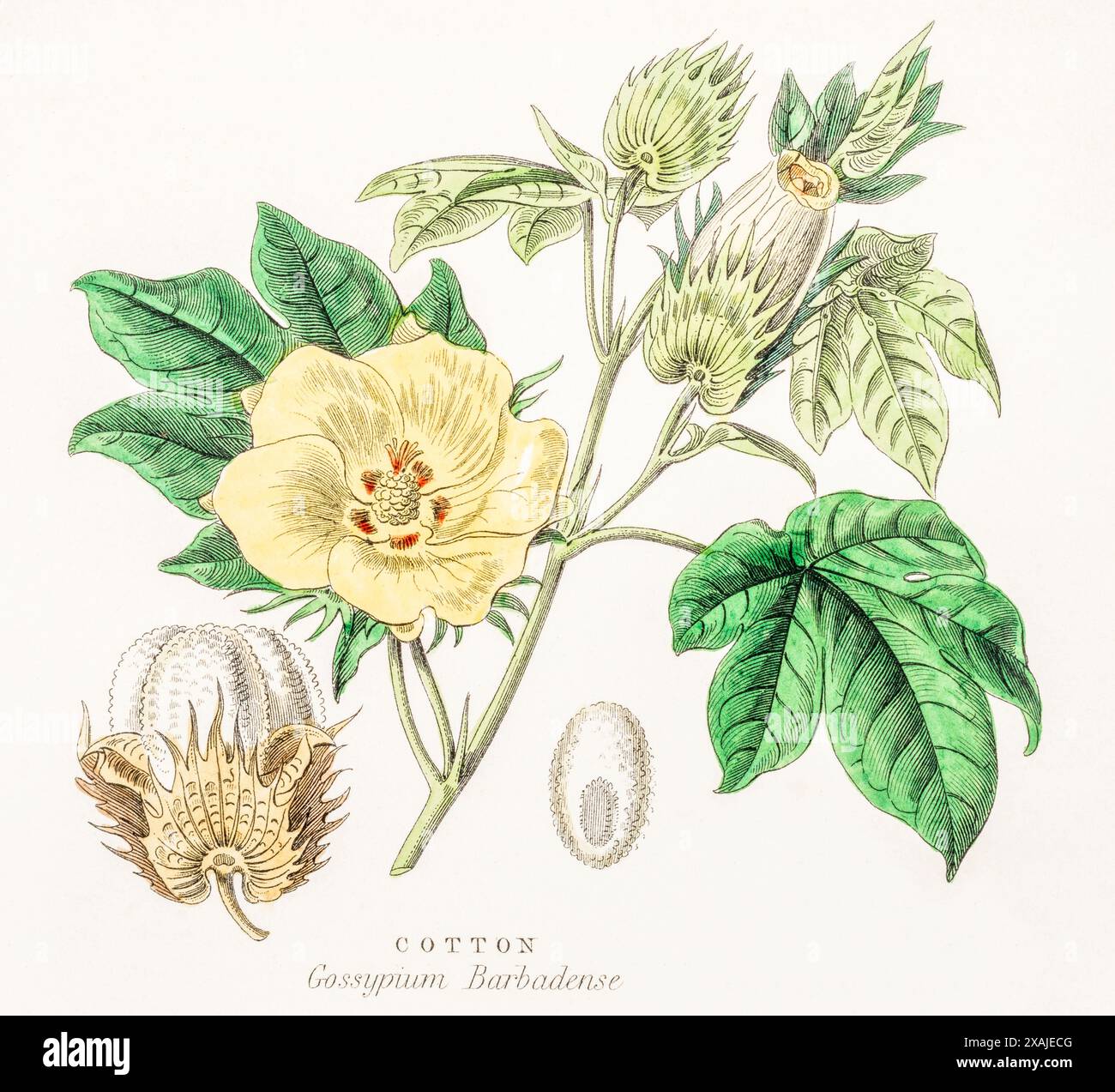 Algodon del pais hi-res stock photography and images - Alamy