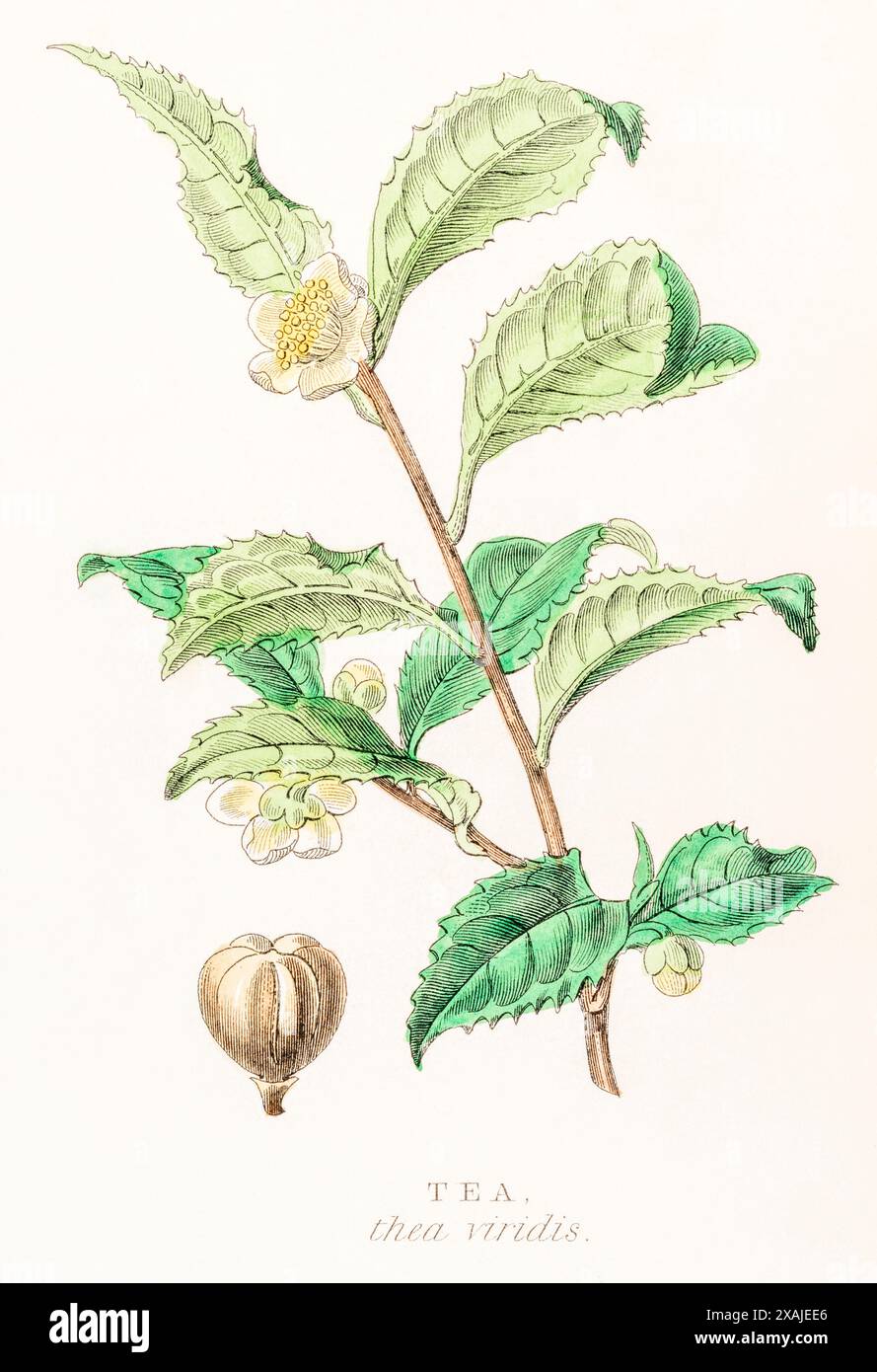 1872 Victorian hand-painted colour engraving in William Rhind's ...