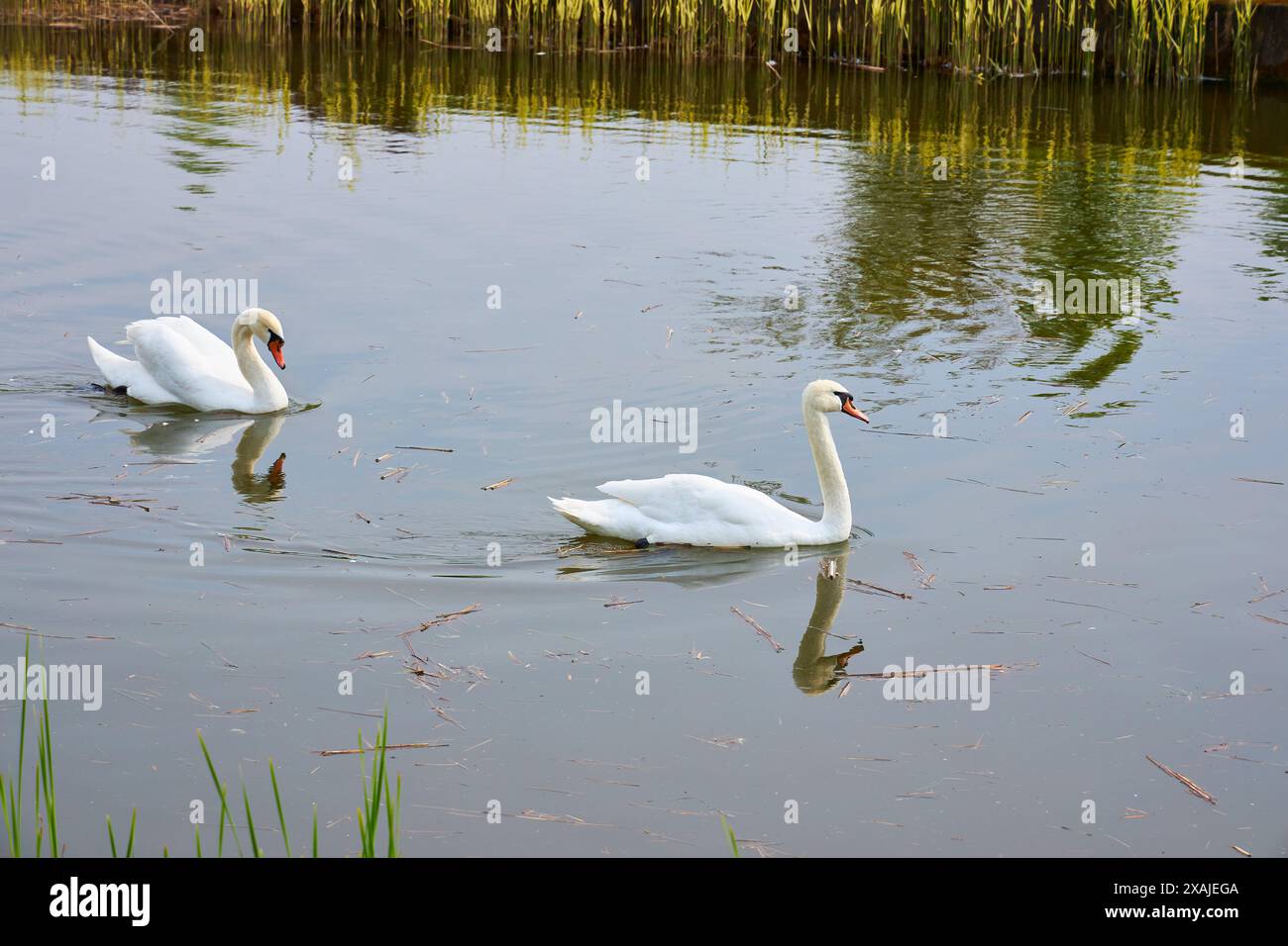 A serene scene with numerous swans gracefully swimming on an artificial ...