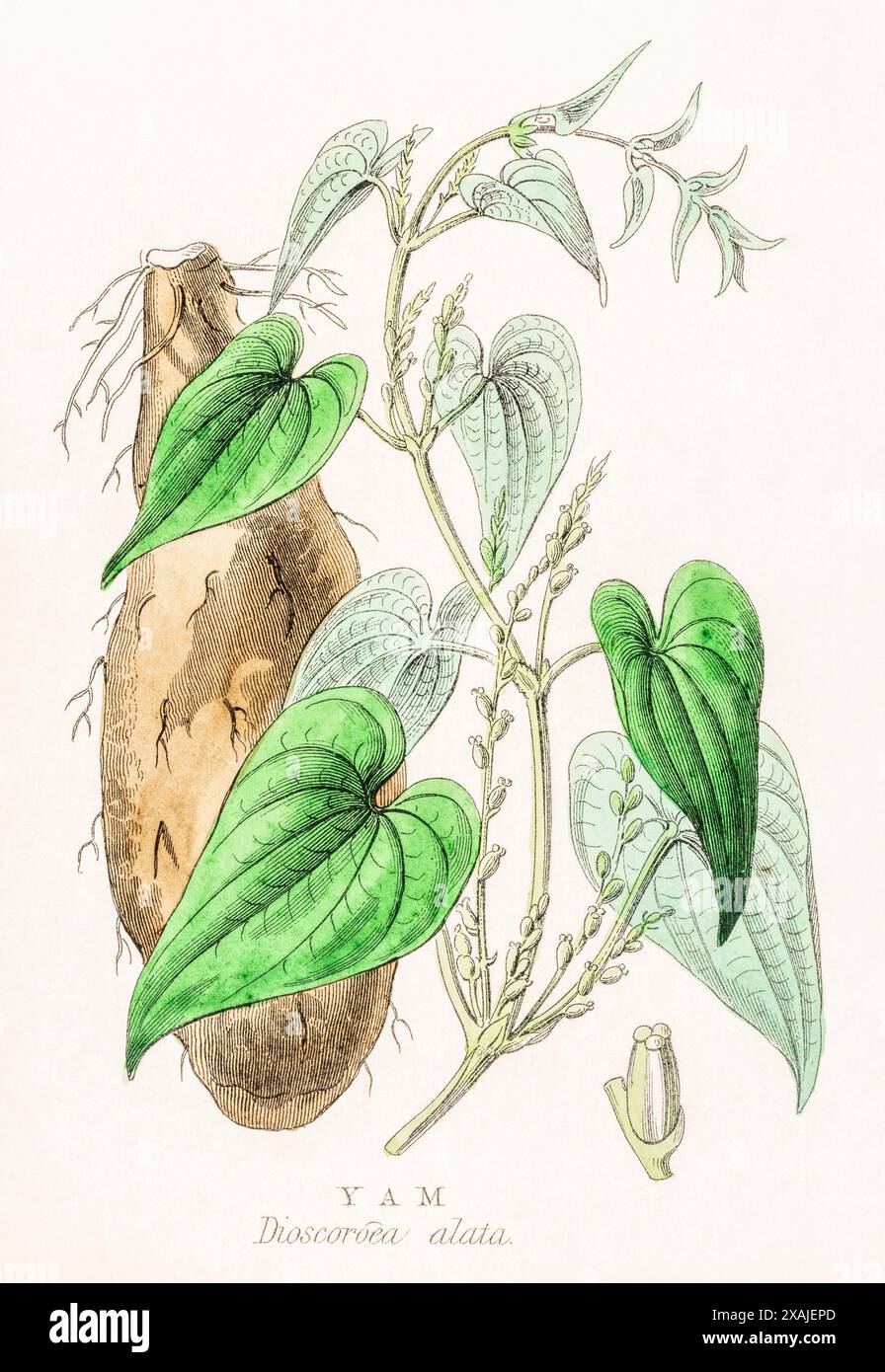 Illustration yam crops tuber vegetable hi-res stock photography and ...