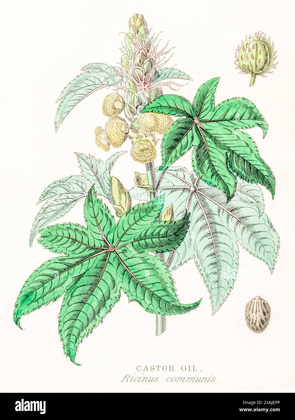 1872 Victorian hand-painted colour botanical engraving in William Rhind ...