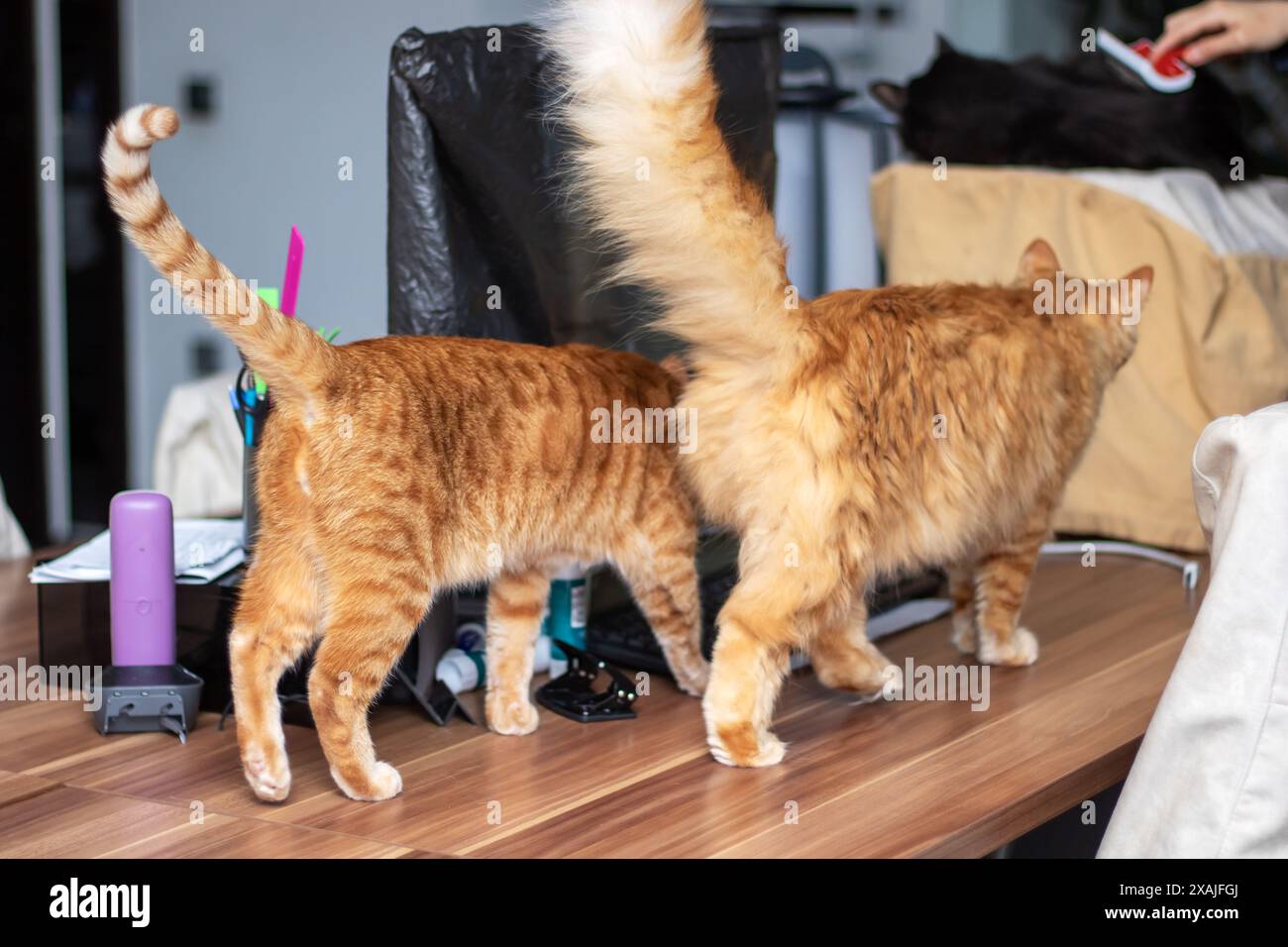 Two cats sit next to each other on a solid wooden table. They display ...