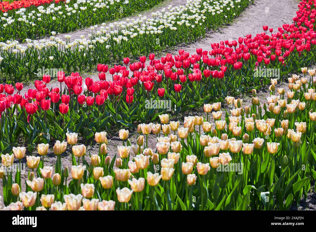 Tulip field with rows of different color tulips Stock Photo - Alamy