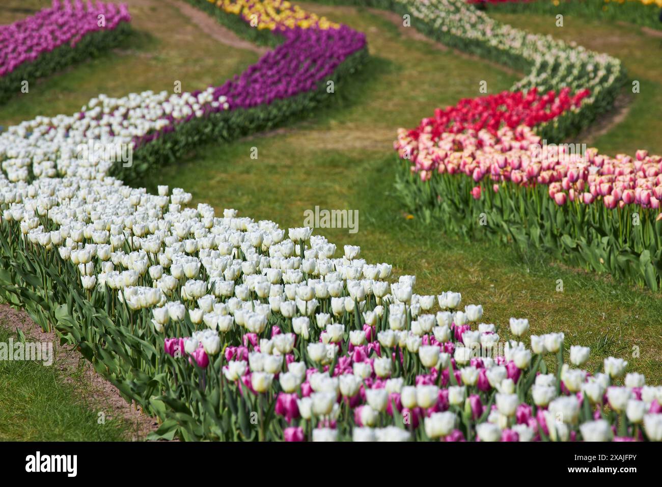 Tulip field rows different hi-res stock photography and images - Alamy