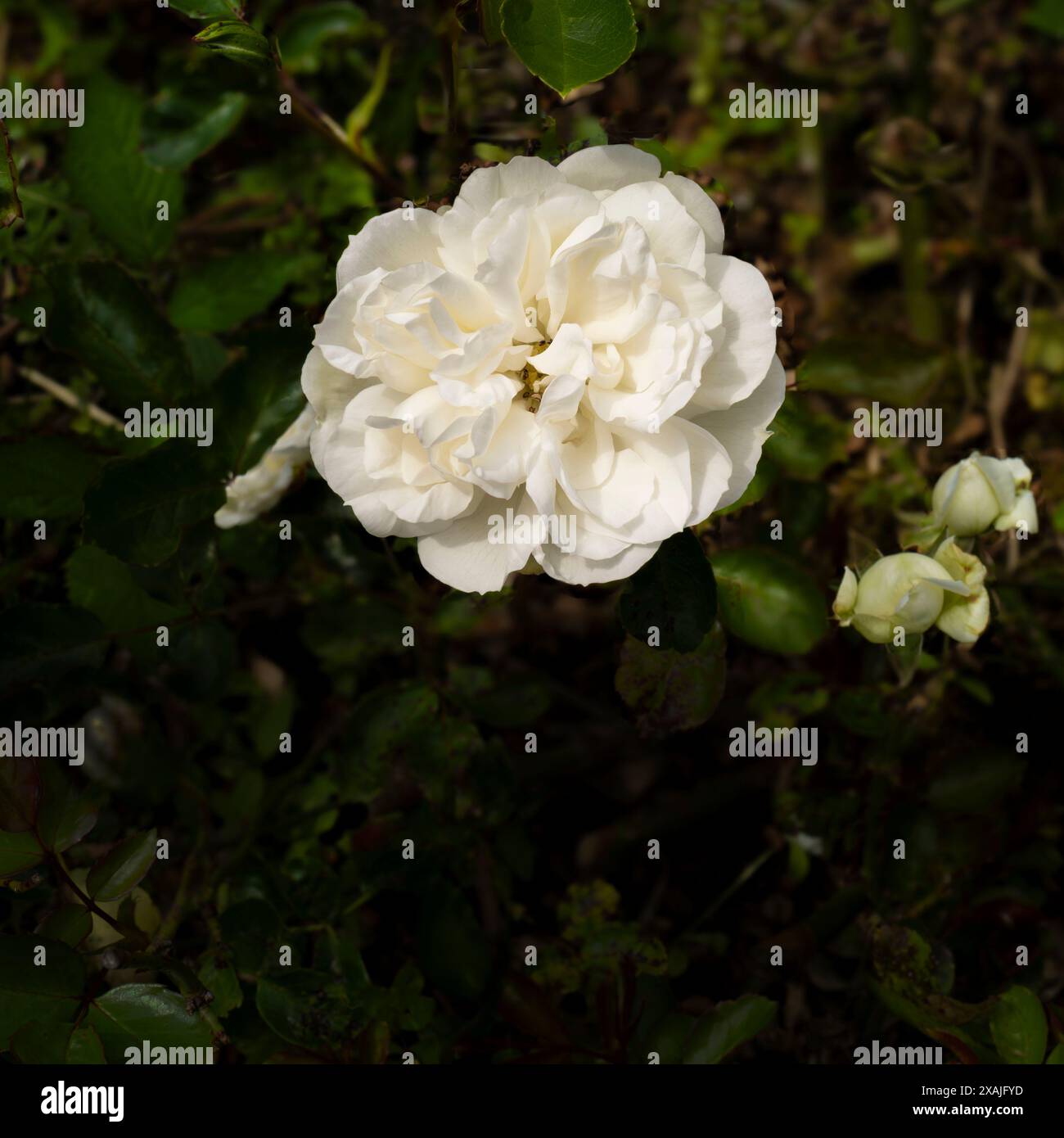 Classic white flower hi-res stock photography and images - Alamy