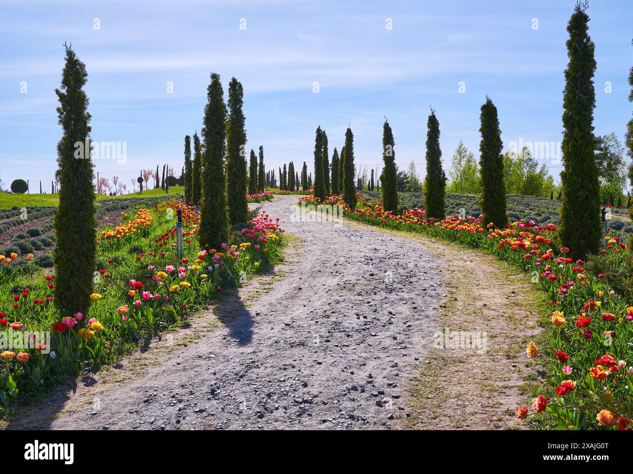 A road flanked by young cypress trees and blooming tulip fields ...